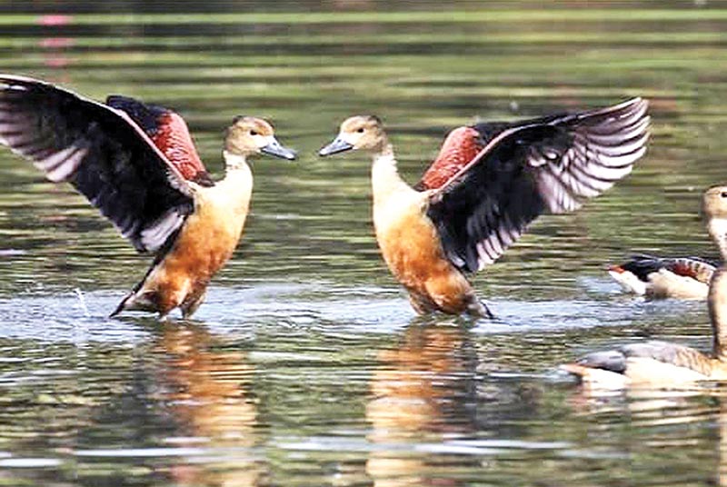 Migratory birds in Jabai Beel, Punarbhaba endangered