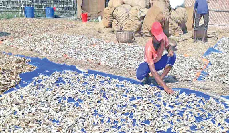 Dublar Char turns alive as dried fish season begins