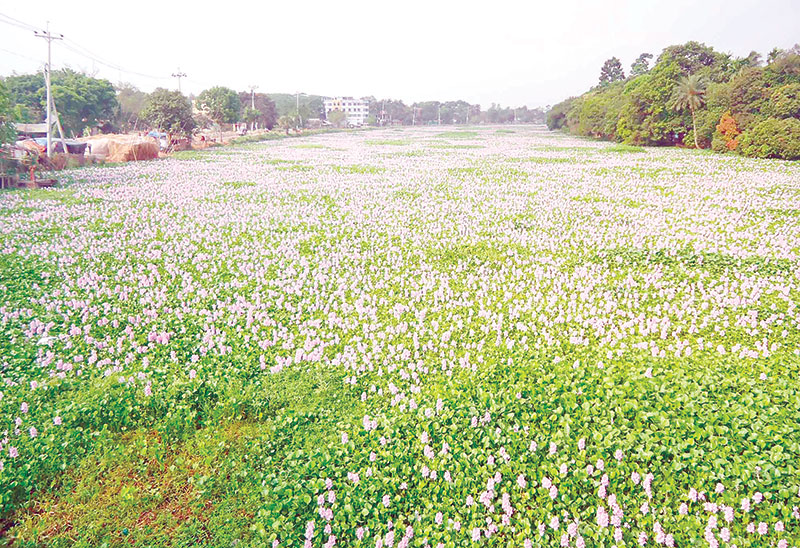 Dwellers of 15 villages suffer as water hyacinth blankets Ichamati River