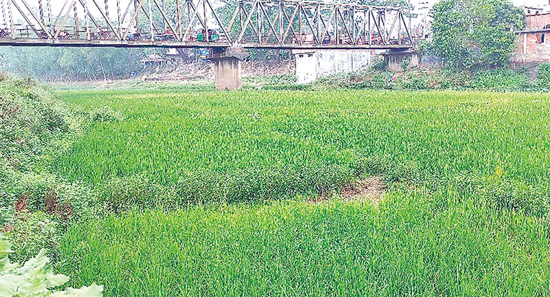 Karatoa River in death throes