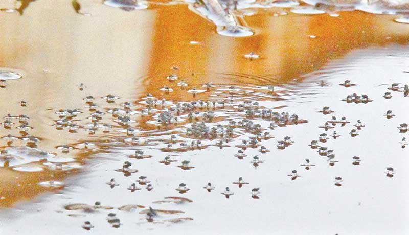 Record eight dengue patients die in 24hrs