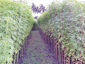 Kenaf Fiber In Bangladesh