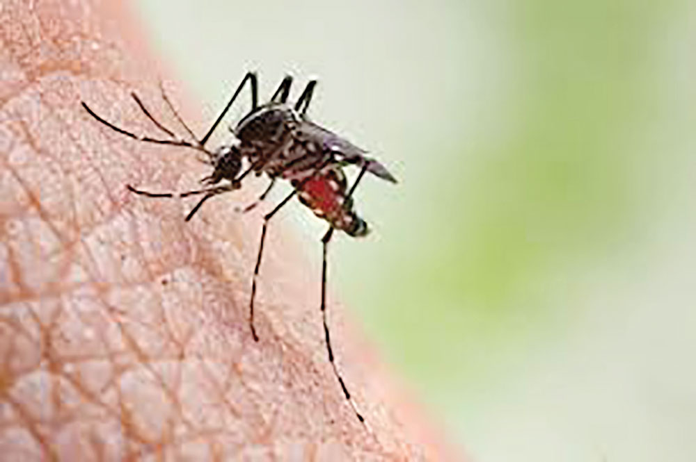 Mosquito Day observed amid rising deaths from dengue