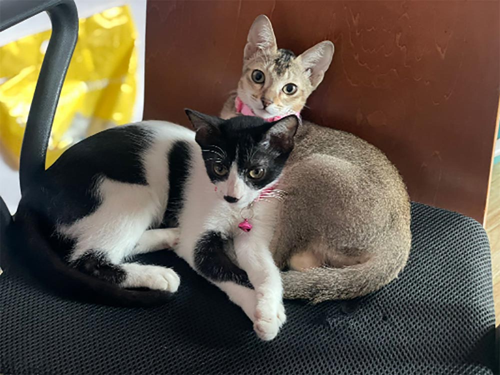 Cats as pets